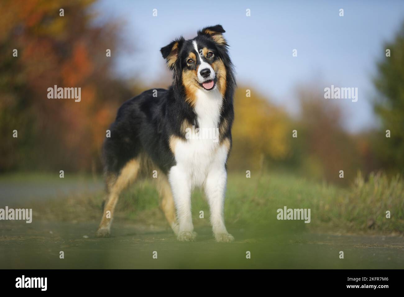 standing Australian Shepherd Stock Photo - Alamy