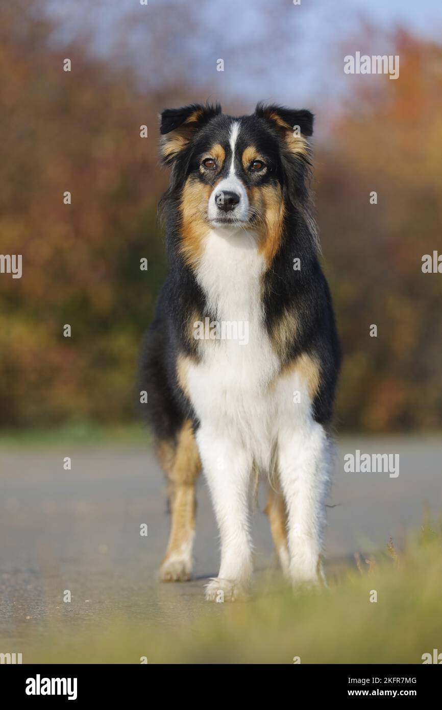 standing Australian Shepherd Stock Photo - Alamy