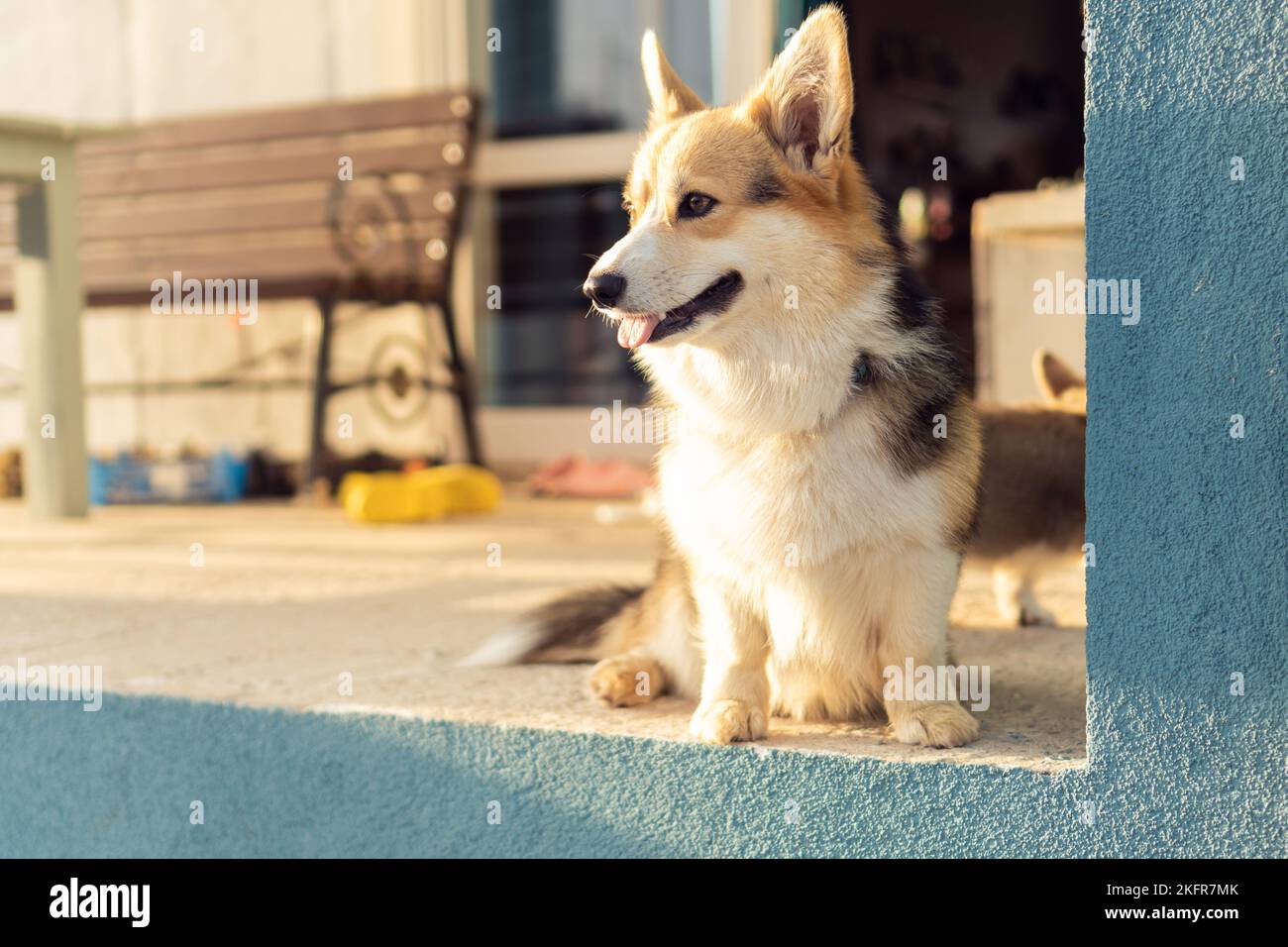 Portrait of adorable welsh pembroke corgi pet sitting on concrete floor ...