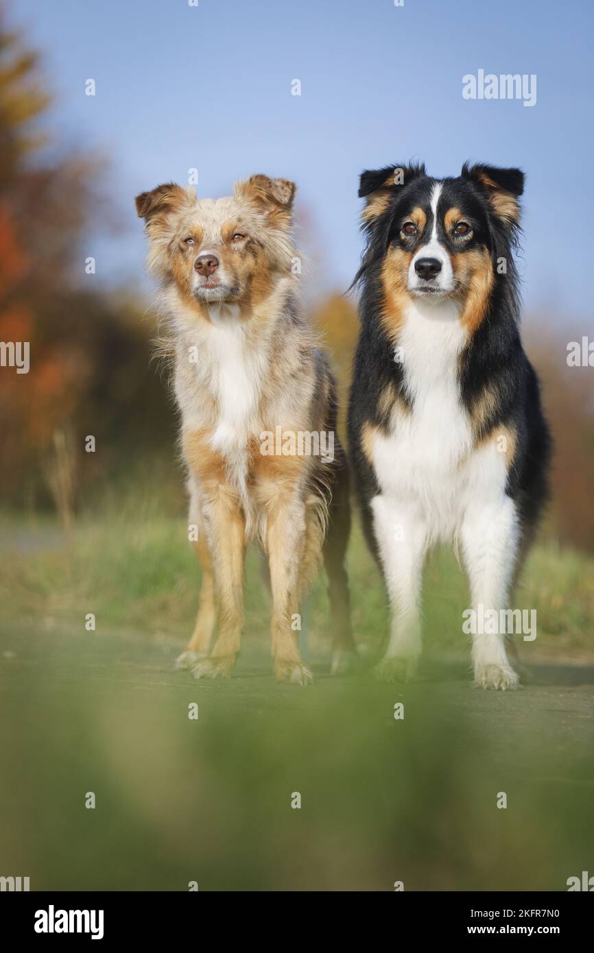 tricolor and red-merle Australian Shepherd Stock Photo - Alamy
