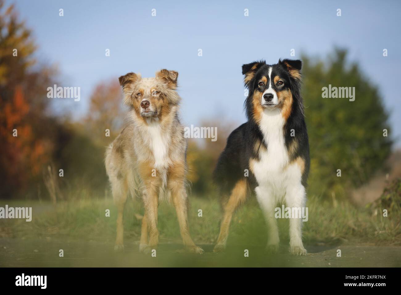 tricolor and red-merle Australian Shepherd Stock Photo - Alamy
