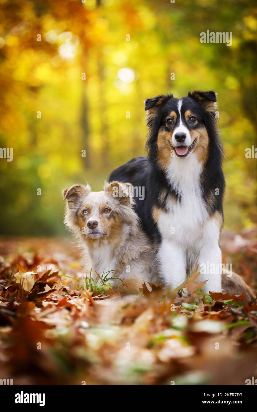tricolor and red-merle Australian Shepherd Stock Photo - Alamy