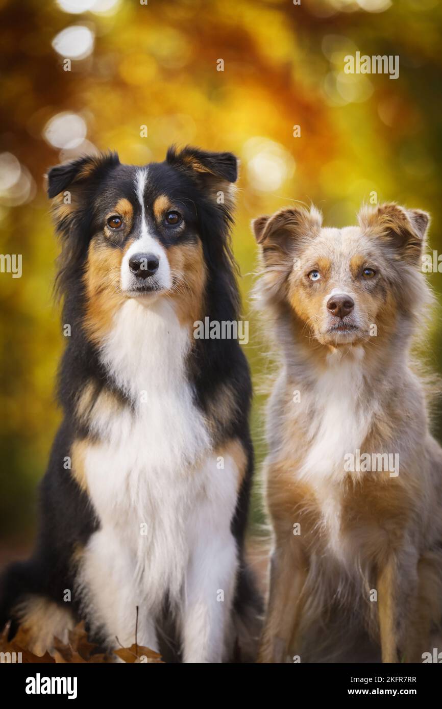 tricolor and red-merle Australian Shepherd Stock Photo - Alamy