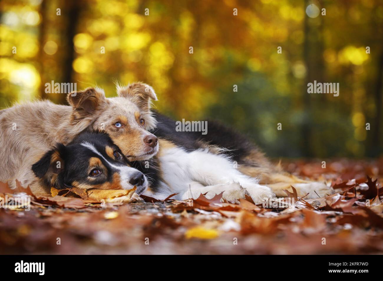 tricolor and red-merle Australian Shepherd Stock Photo - Alamy