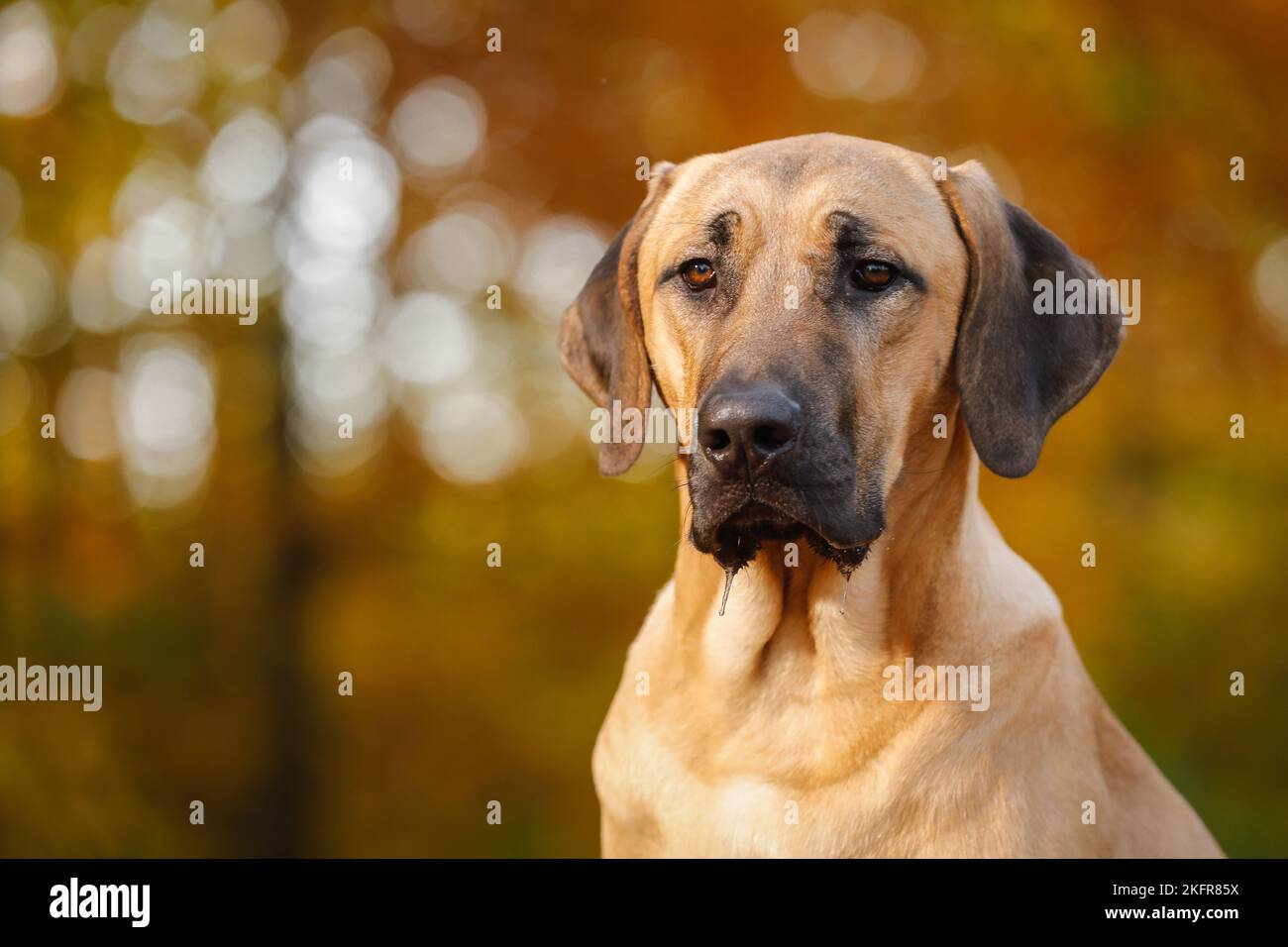 Broholmer hi-res stock photography and images - Alamy
