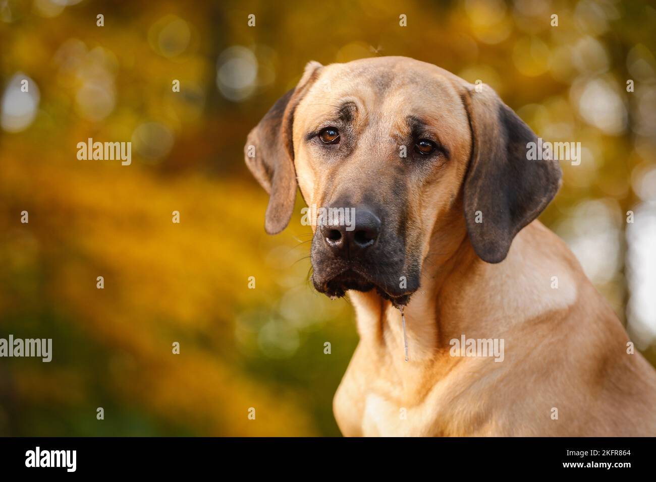 Broholmer dog hi-res stock photography and images - Alamy