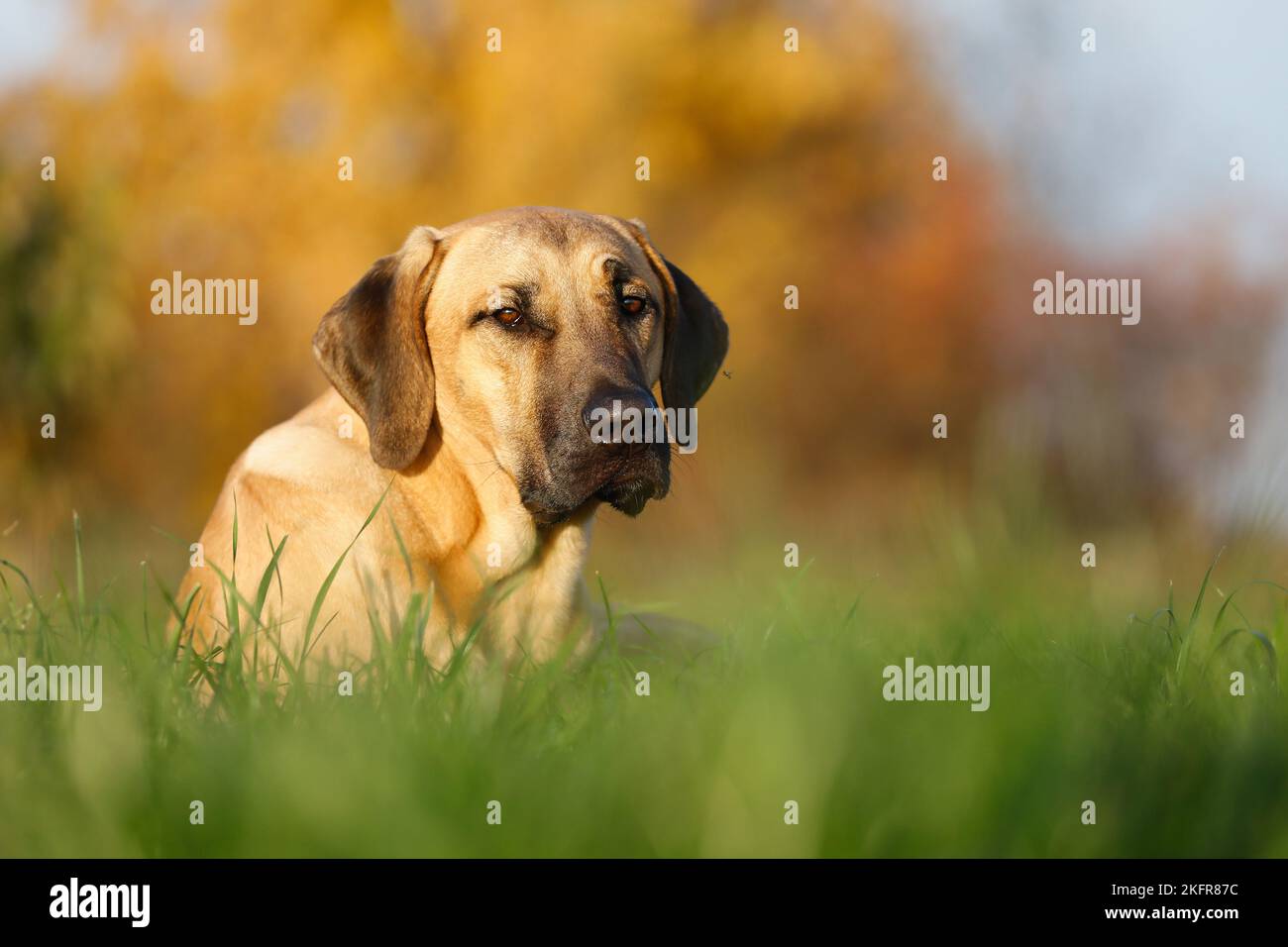 Broholmer hi-res stock photography and images - Alamy