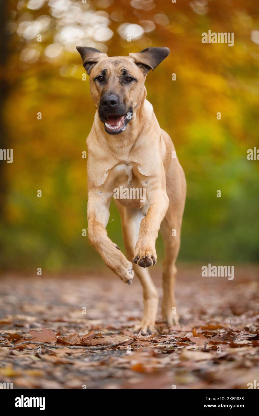 Dog running through leaves hi-res stock photography and images - Alamy