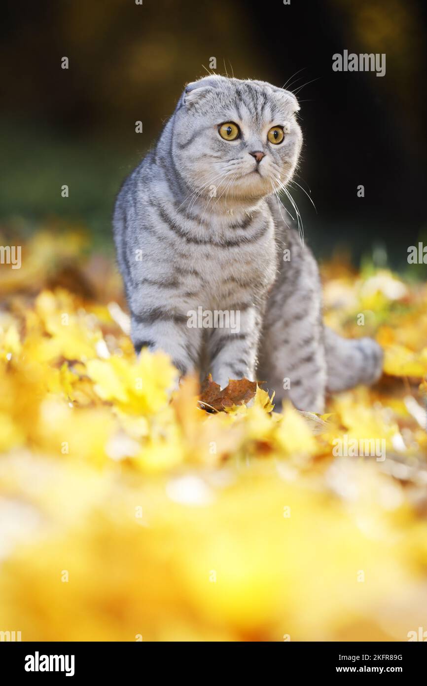 standing Scottish Fold Stock Photo - Alamy