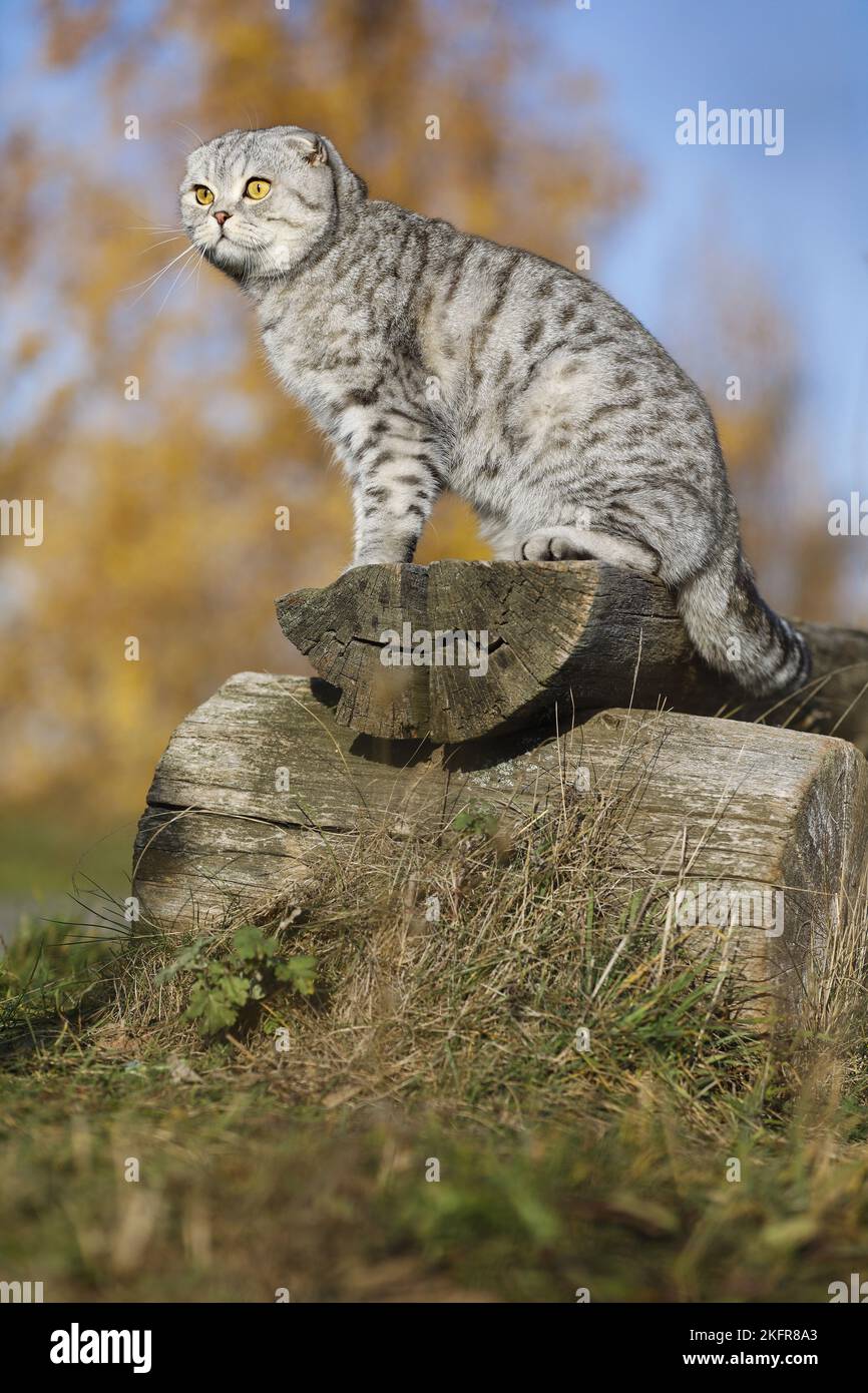 sitting Scottish Fold Stock Photo - Alamy