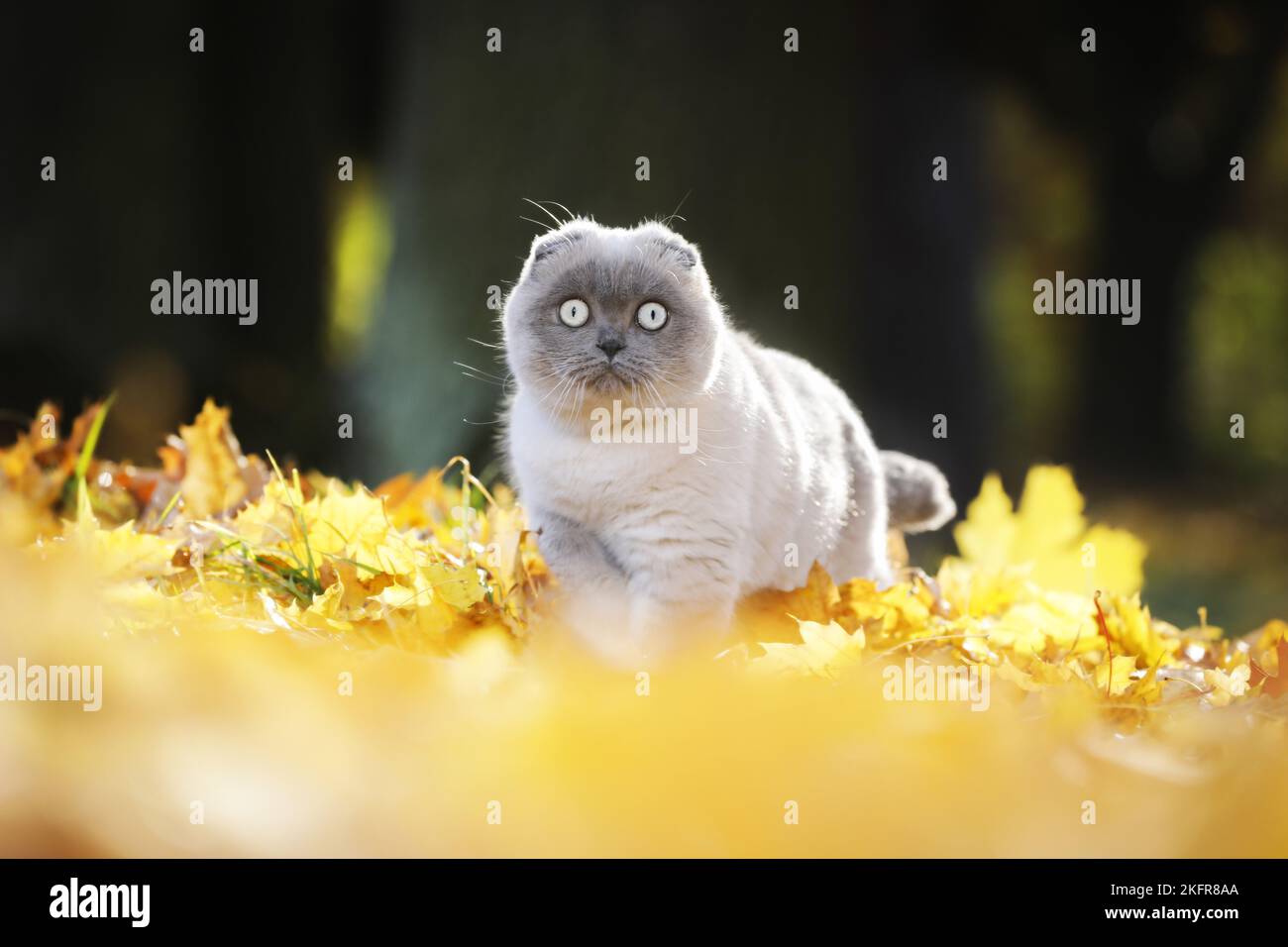 standing Scottish Fold Stock Photo - Alamy