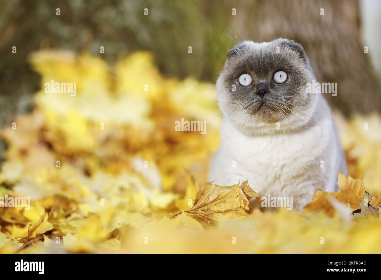 sitting Scottish Fold Stock Photo - Alamy