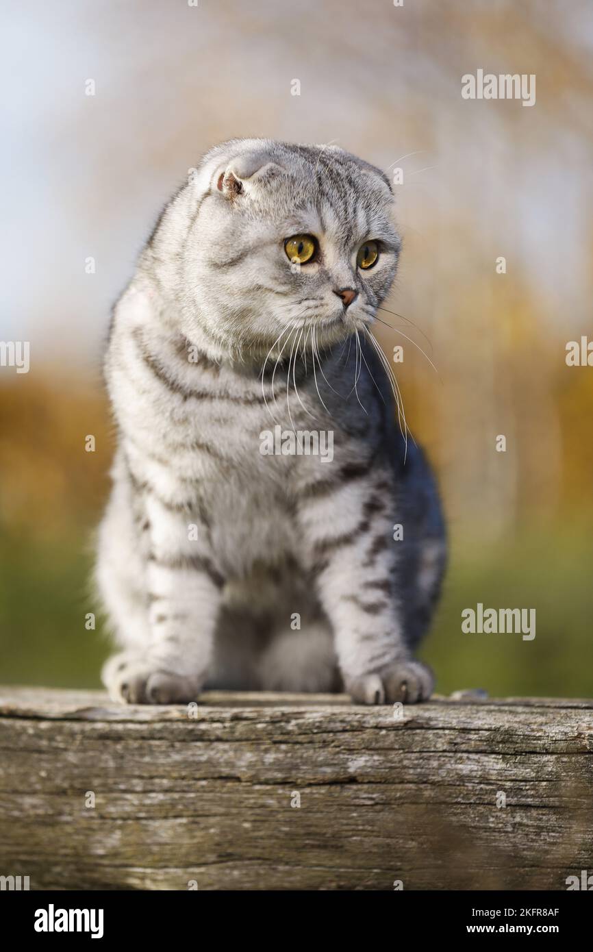sitting Scottish Fold Stock Photo - Alamy