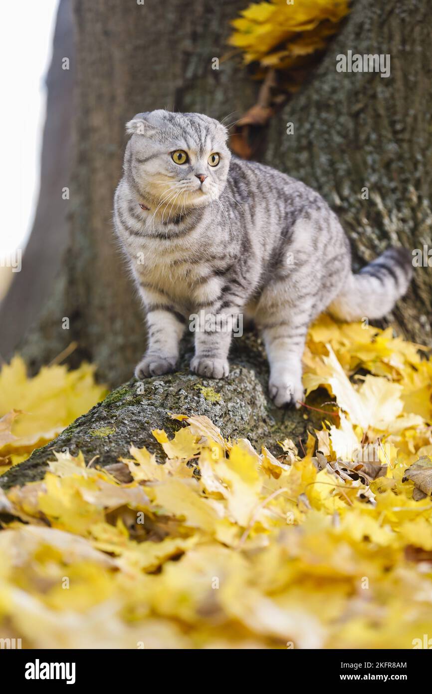 standing Scottish Fold Stock Photo - Alamy