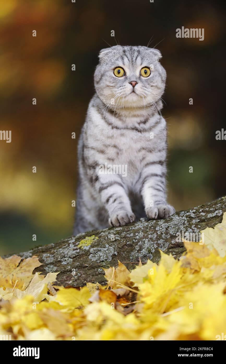 standing Scottish Fold Stock Photo - Alamy