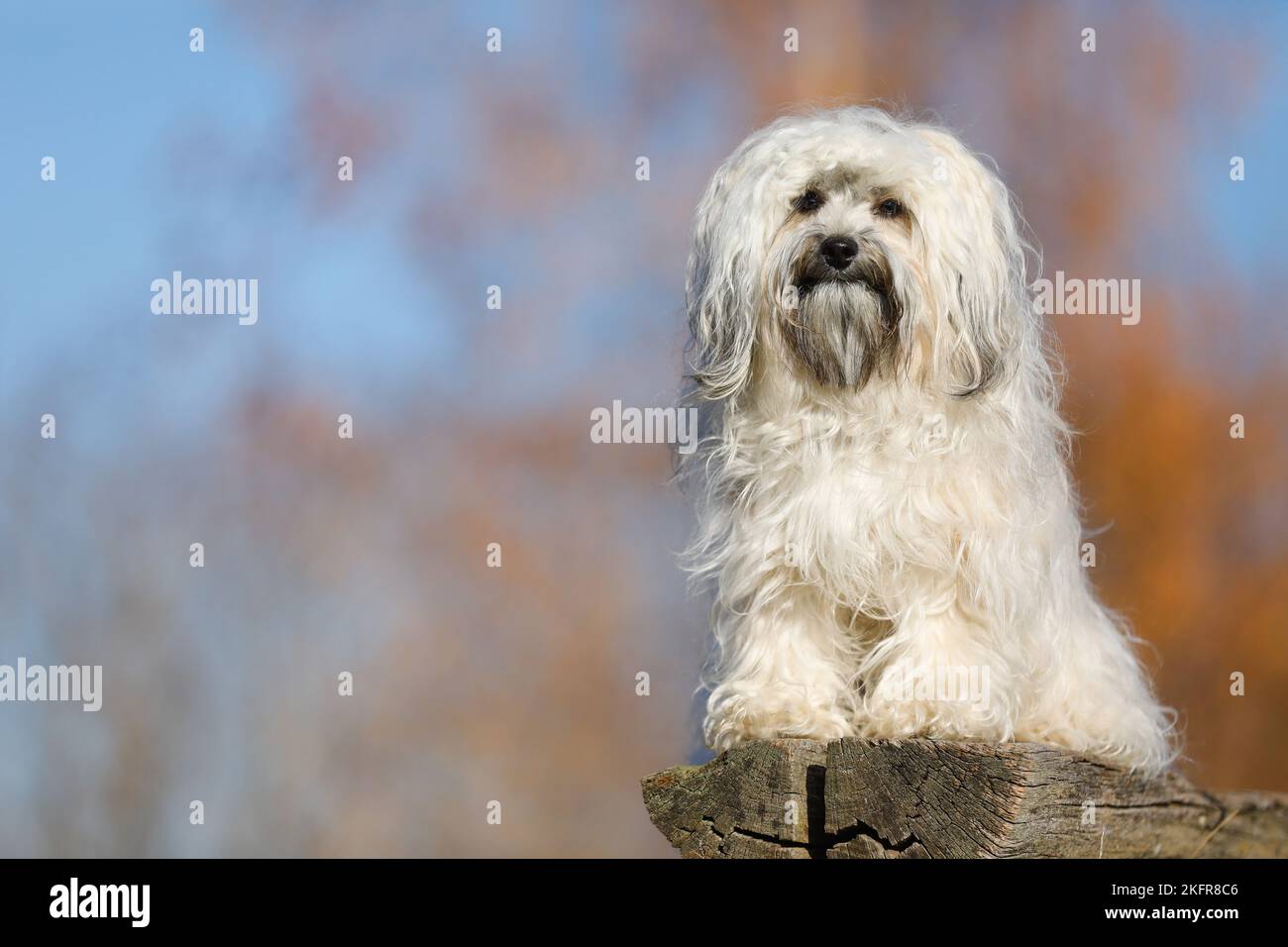 sitting Bolonka Zwetna Stock Photo - Alamy