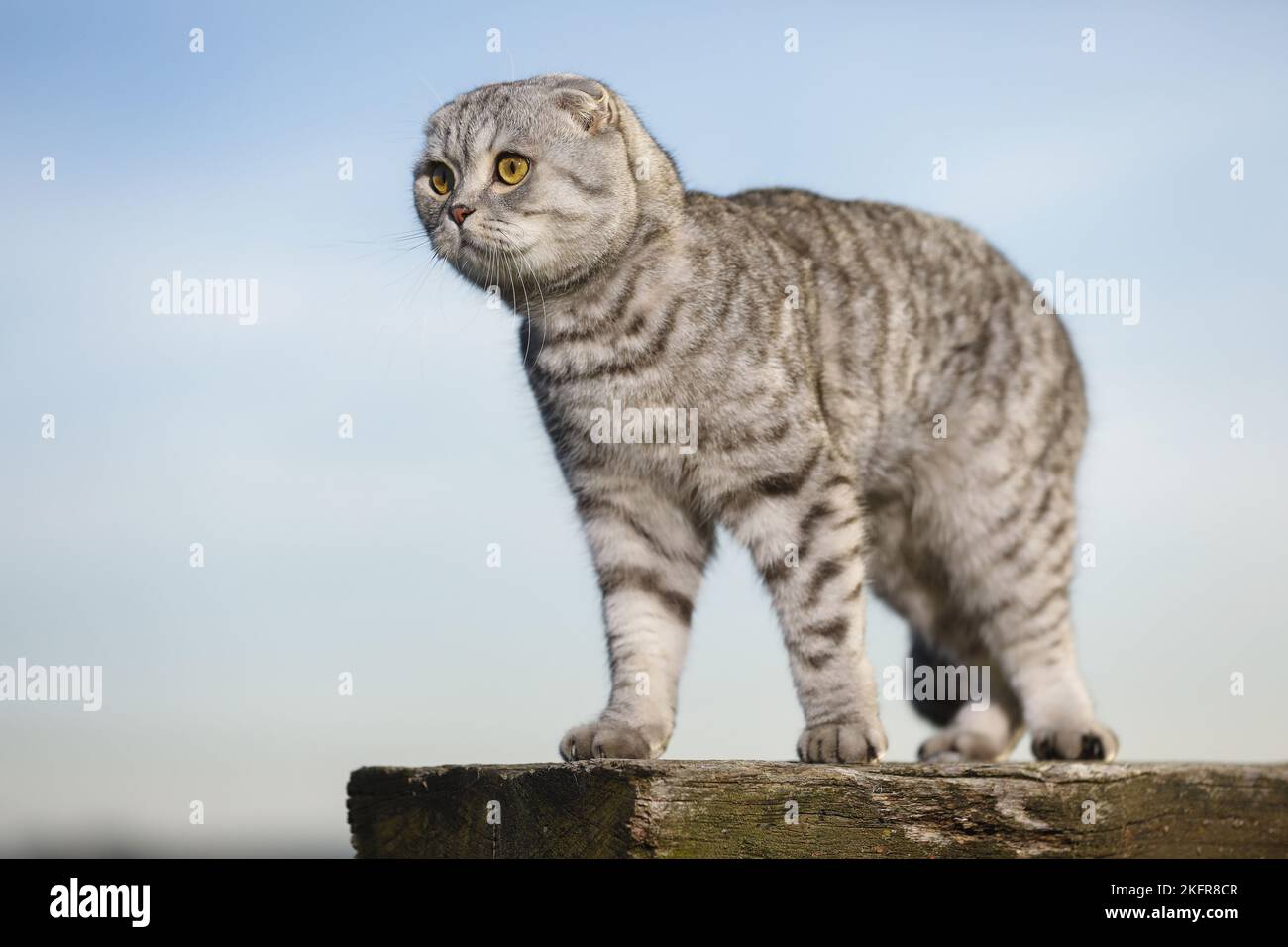 standing Scottish Fold Stock Photo - Alamy