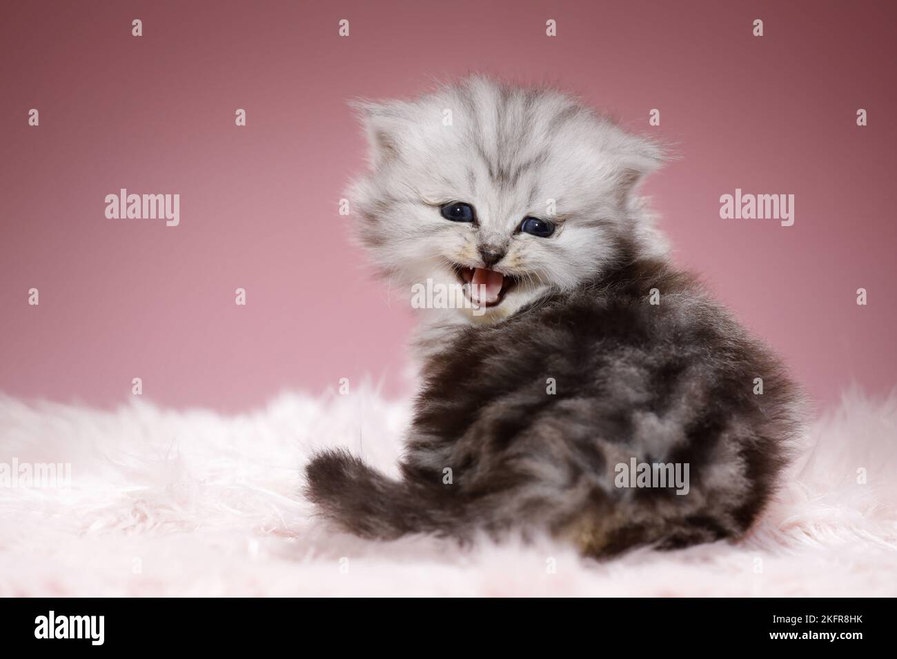 mewing Highlander kitten Stock Photo - Alamy