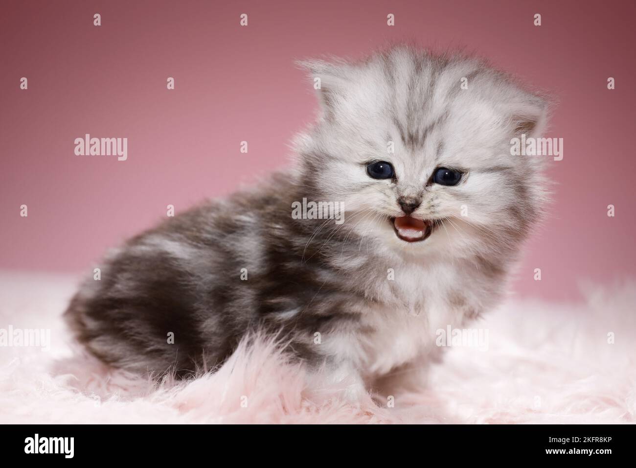 mewing Highlander kitten Stock Photo - Alamy