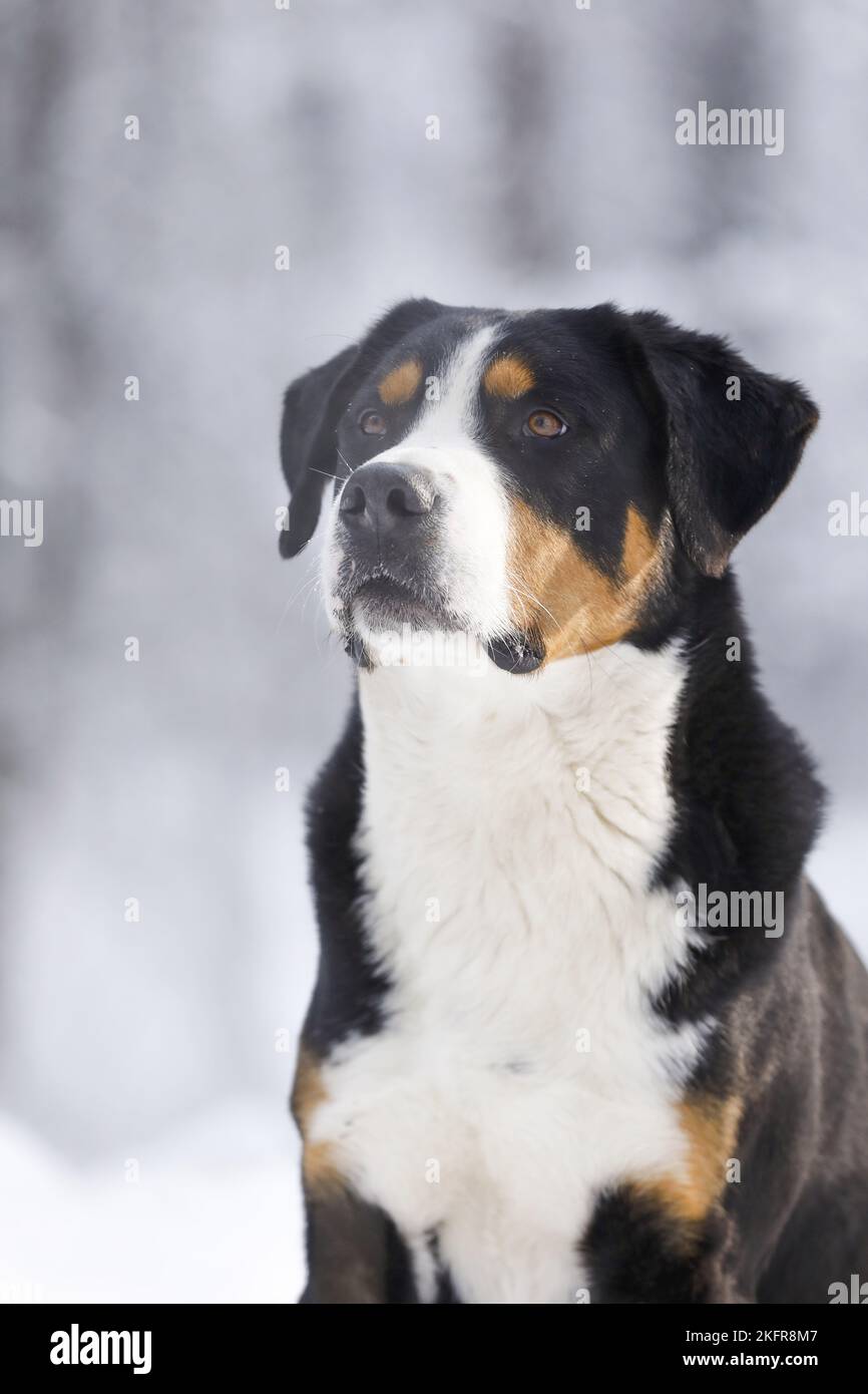 Greater Swiss Mountain Dog in the winter Stock Photo - Alamy