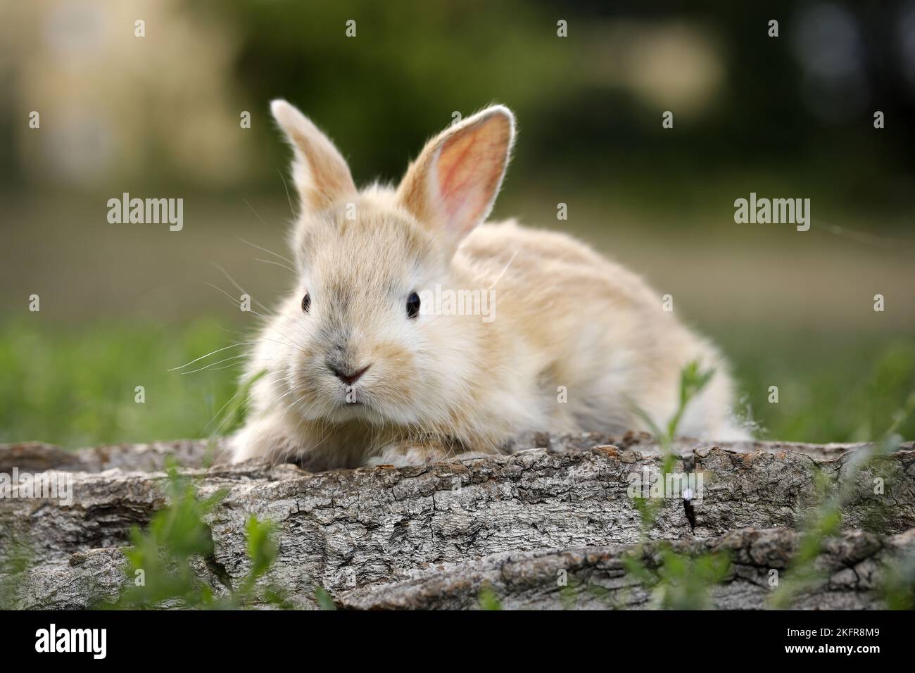 Lay trunk hi-res stock photography and images - Alamy