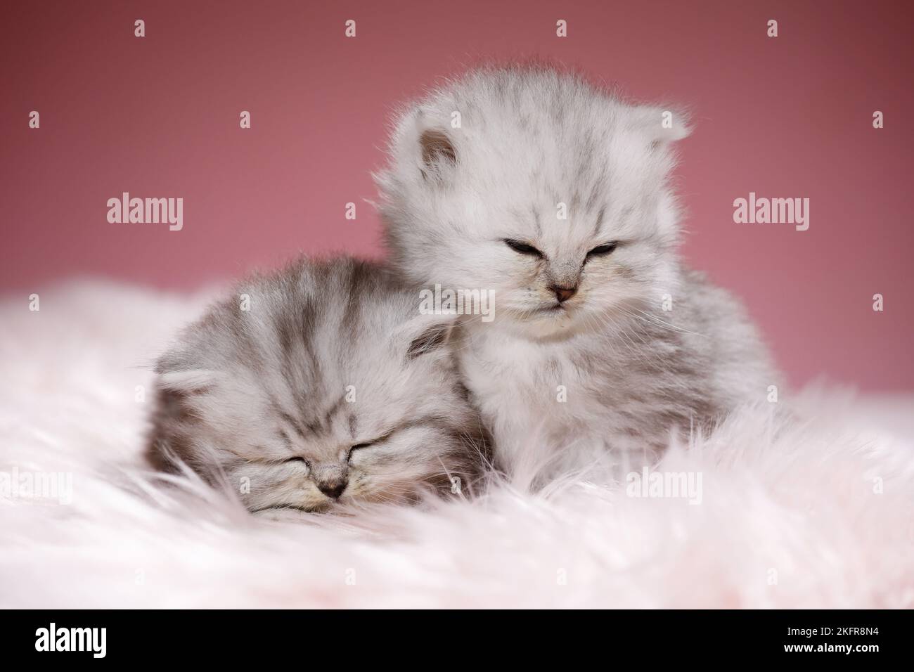 Two tabby kittens sleeping hi-res stock photography and images - Alamy