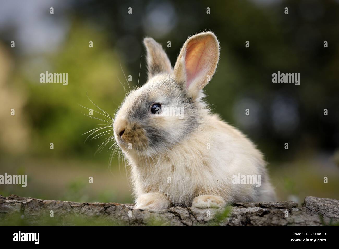 Sits on trunk hi-res stock photography and images - Alamy