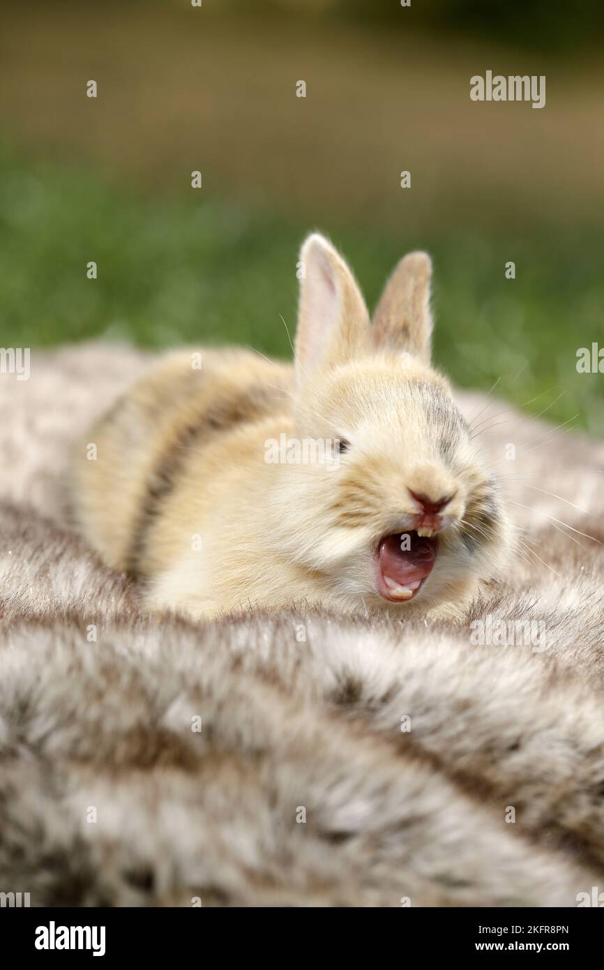 Bunny yawn hi-res stock photography and images - Alamy