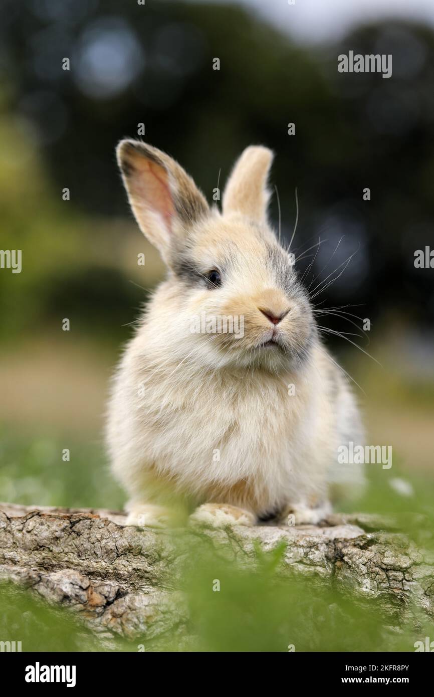Rabbit tree trunk hi-res stock photography and images - Alamy