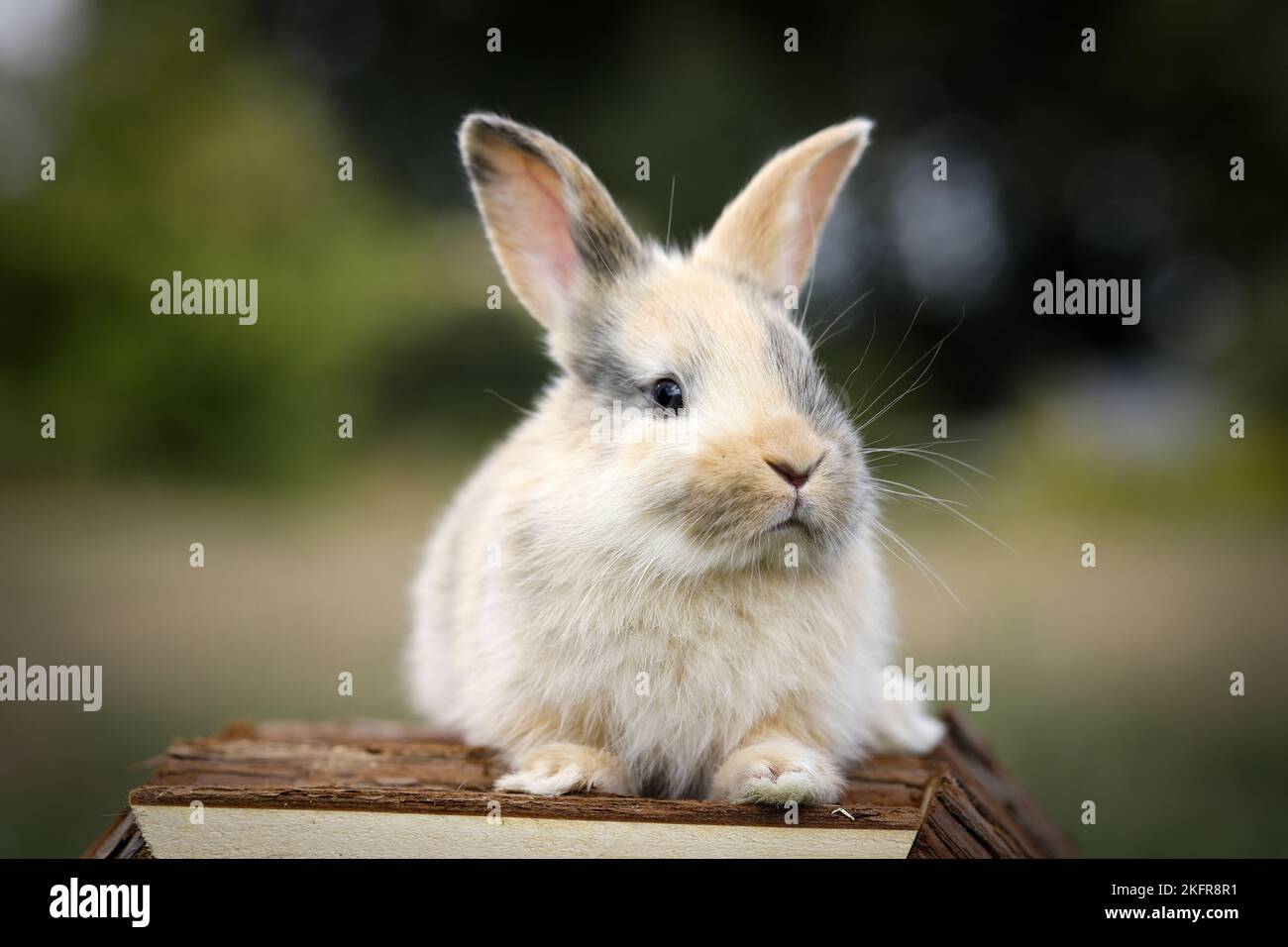 Rabbit bridge hi-res stock photography and images - Alamy