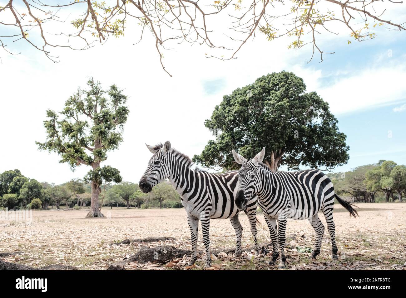 A view of two zebras standing together in a savanna Stock Photo - Alamy