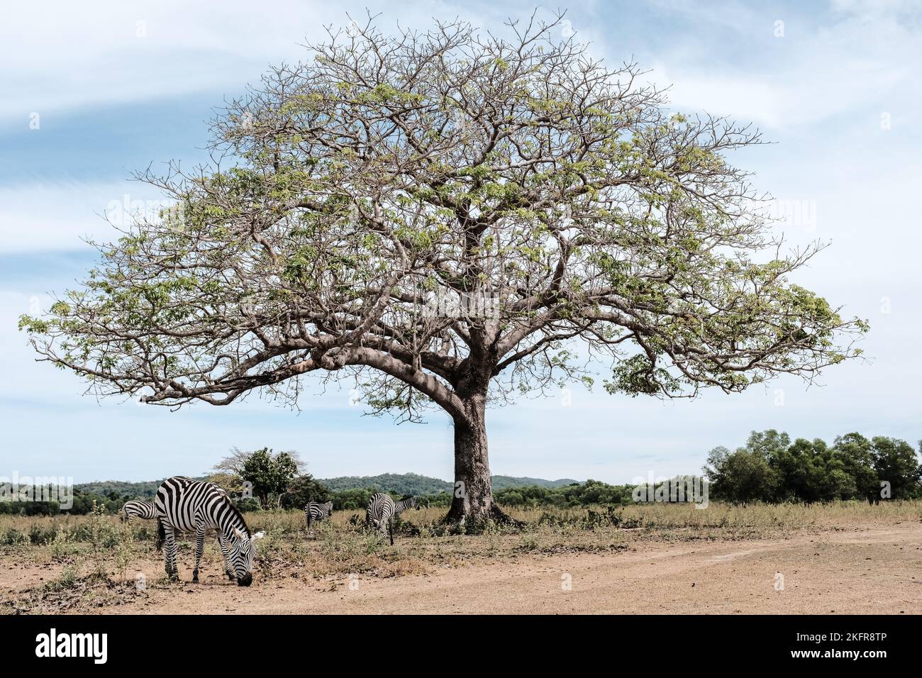 A view of zebras grazing under a big tree in a savanna Stock Photo - Alamy