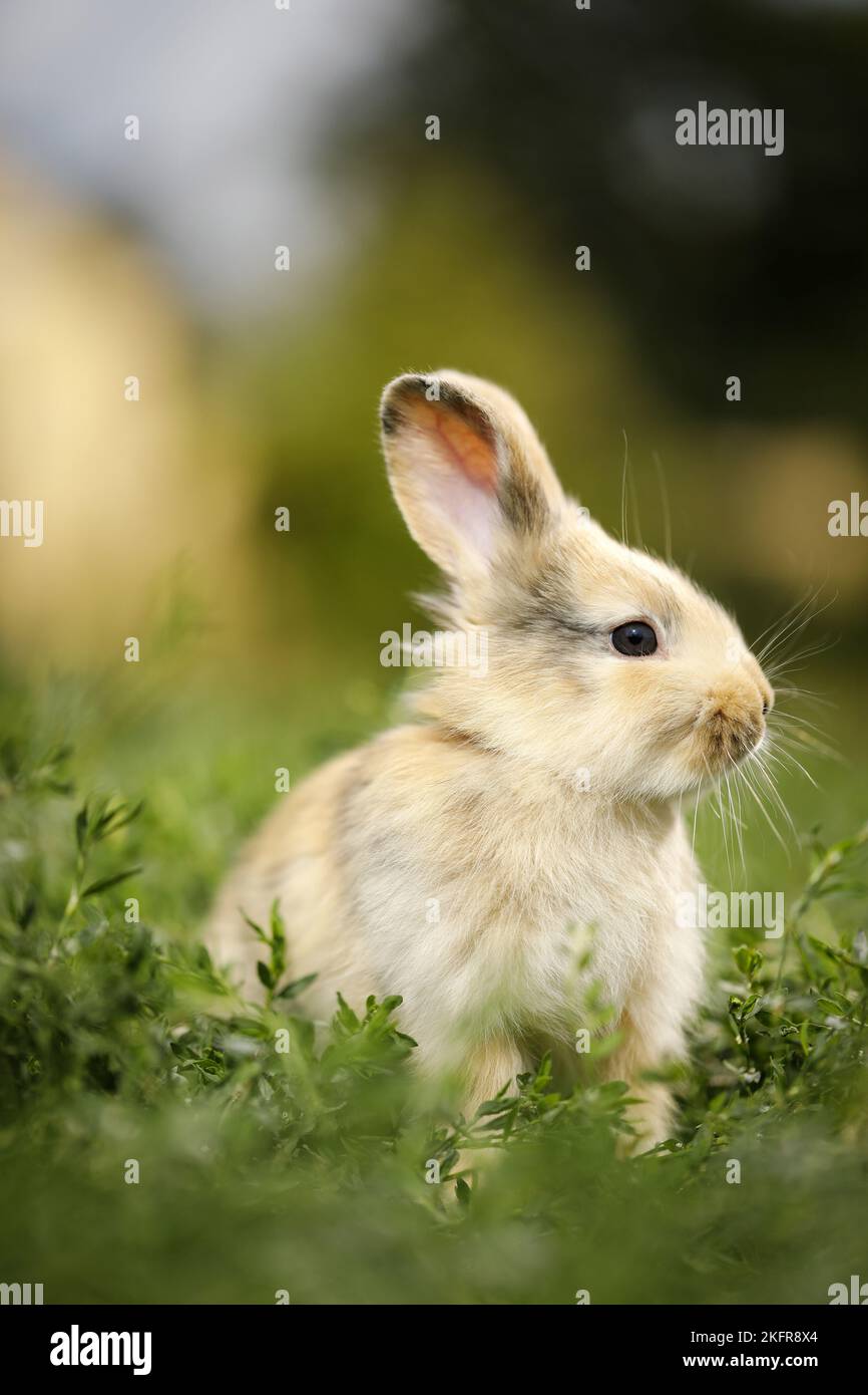 young rabbit in the meadow Stock Photo - Alamy