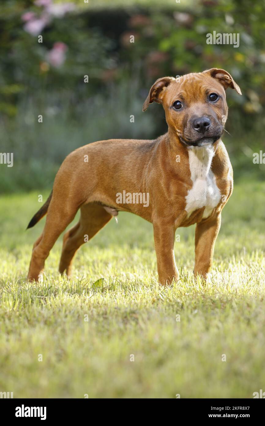 Side view bull terrier standing hi-res stock photography and images - Alamy