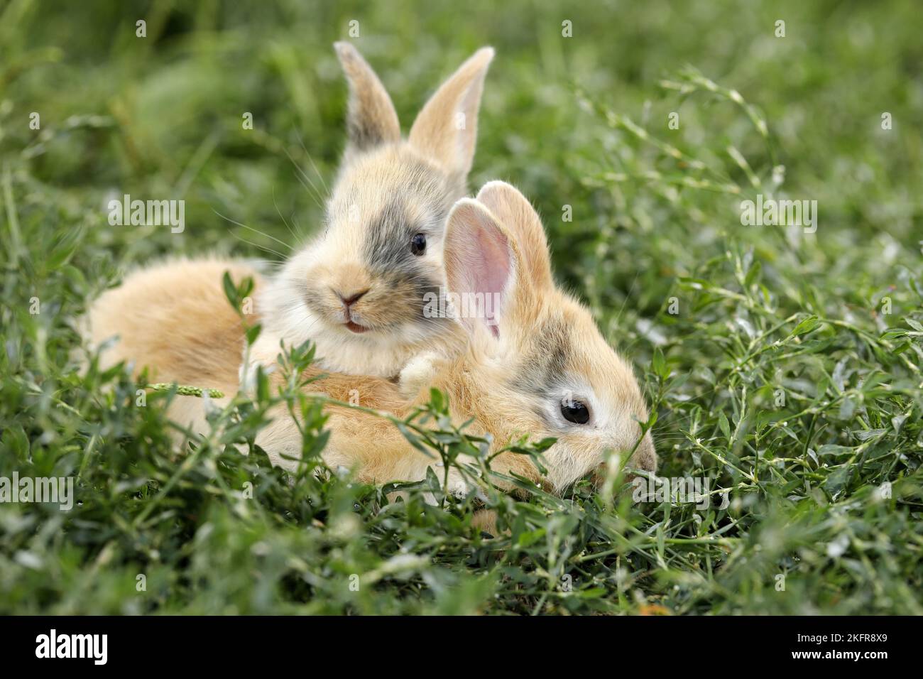 Rabbits lie in the grass Stock Photo - Alamy