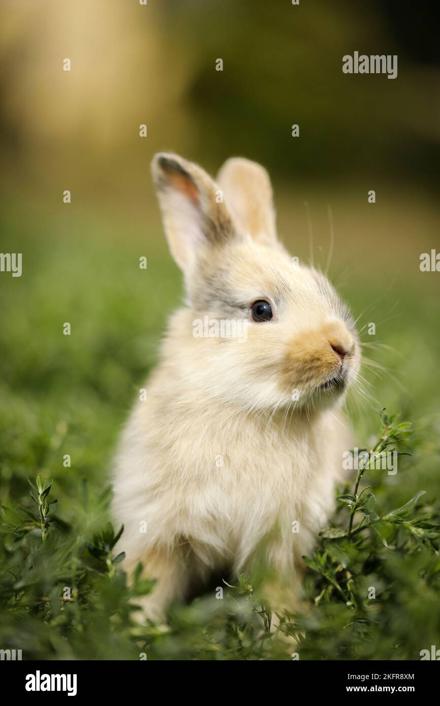young rabbit in the meadow Stock Photo - Alamy