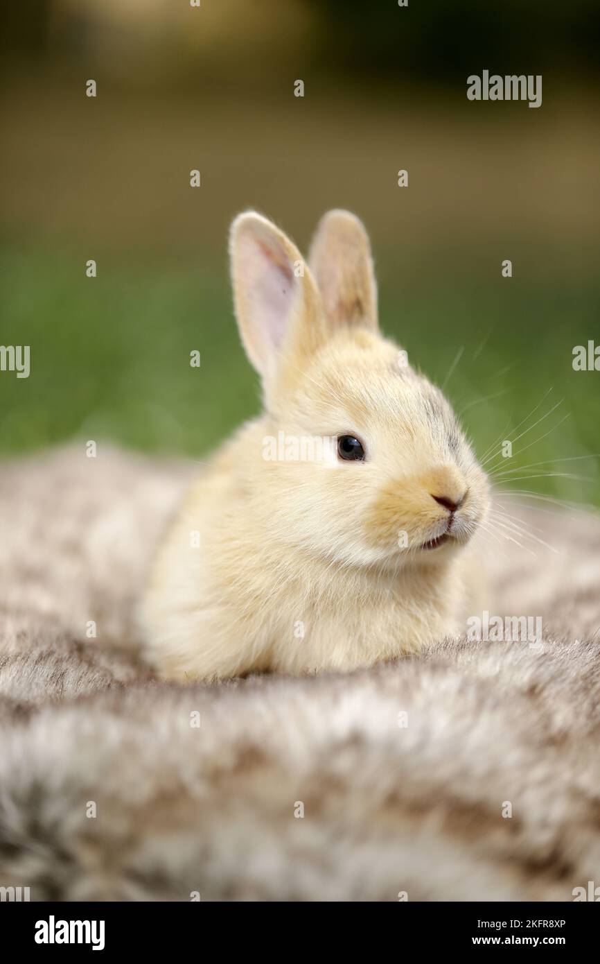 Bunnies rabbits pets bed hi-res stock photography and images - Alamy