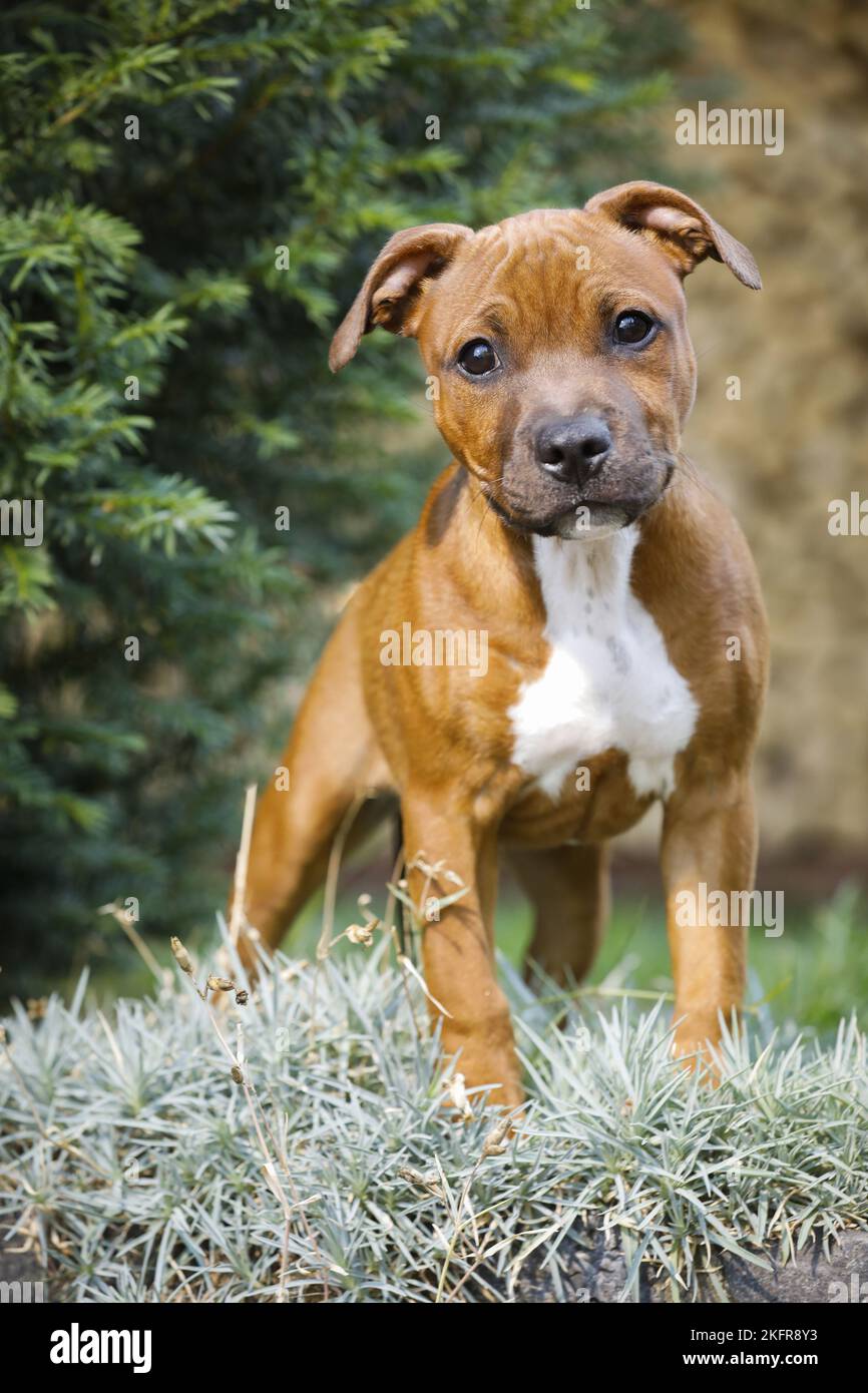 Young staffordshire bull terrier hi-res stock photography and images ...