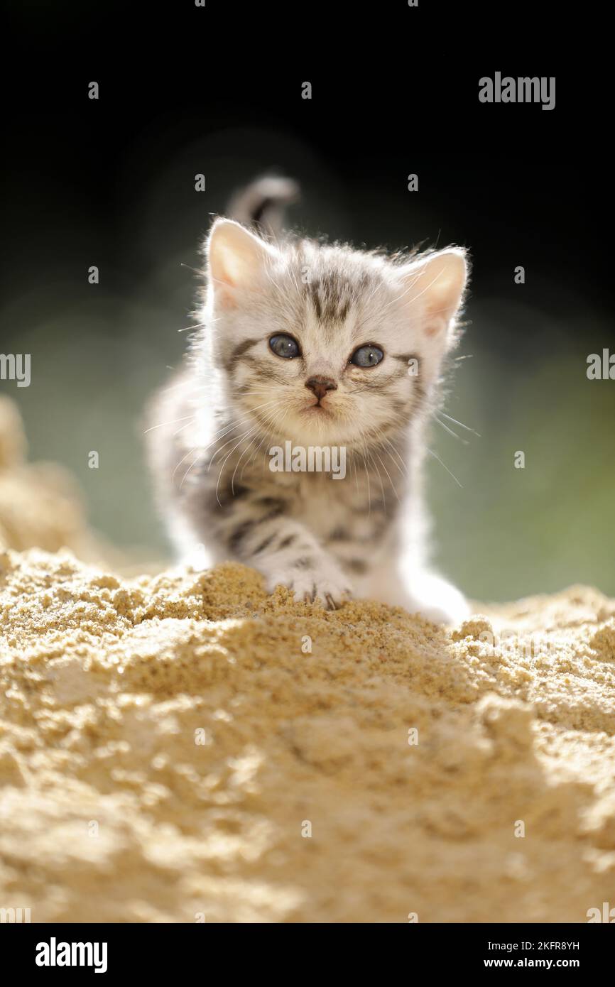 Sand Colored Kitten