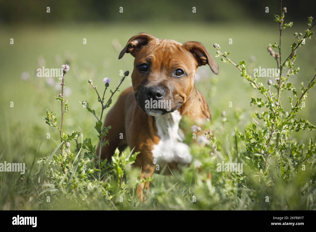 Coloured bull terrier hi-res stock photography and images - Alamy