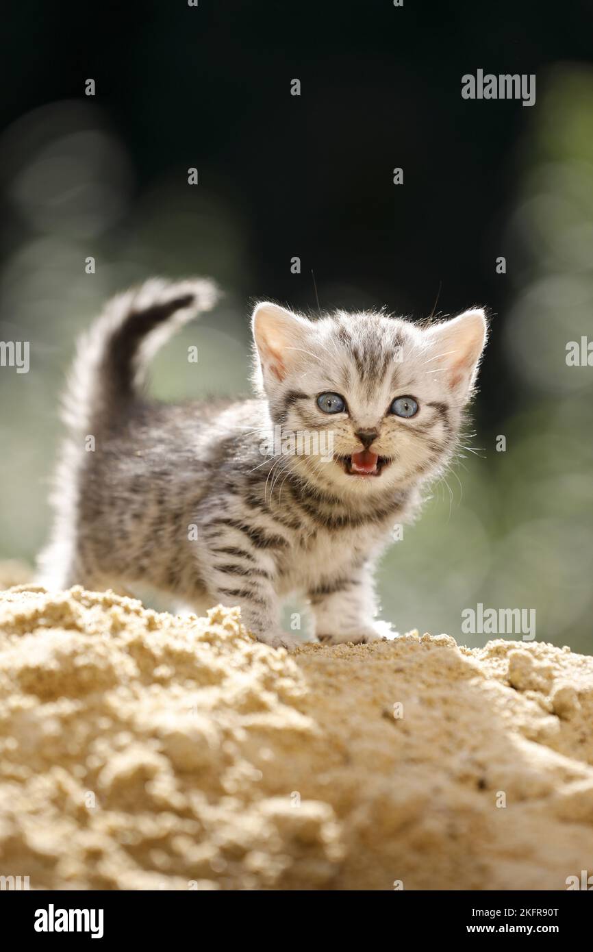 meowing british shorthair kitten Stock Photo - Alamy