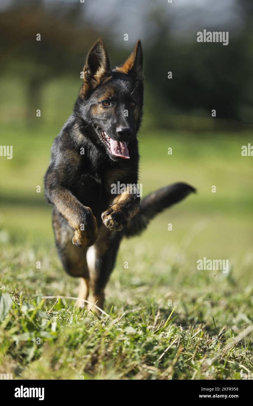 running German Shepherd Stock Photo - Alamy