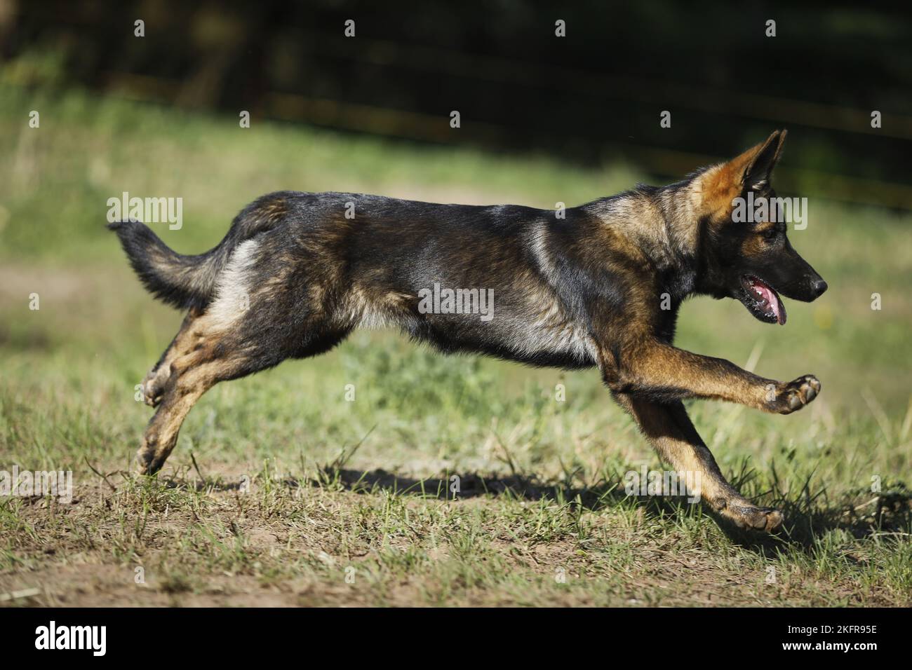 running German Shepherd Stock Photo - Alamy
