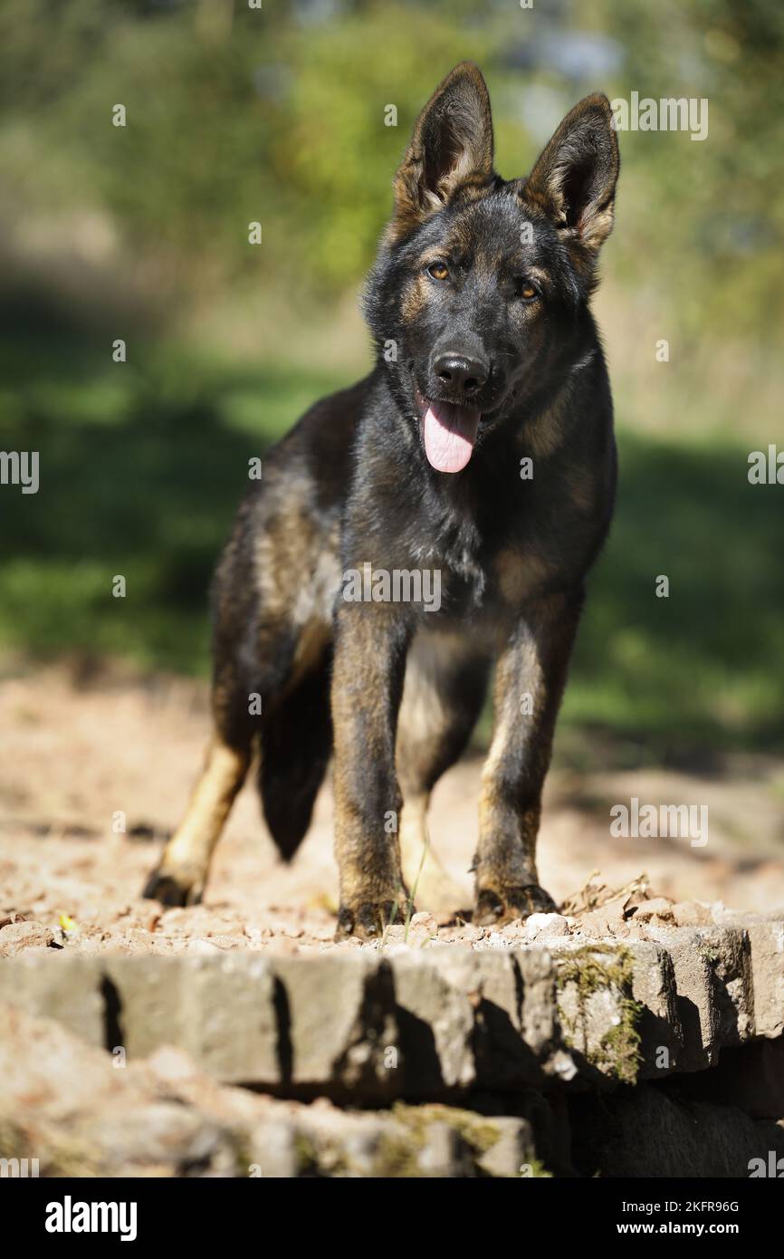 standing German Shepherd Stock Photo - Alamy