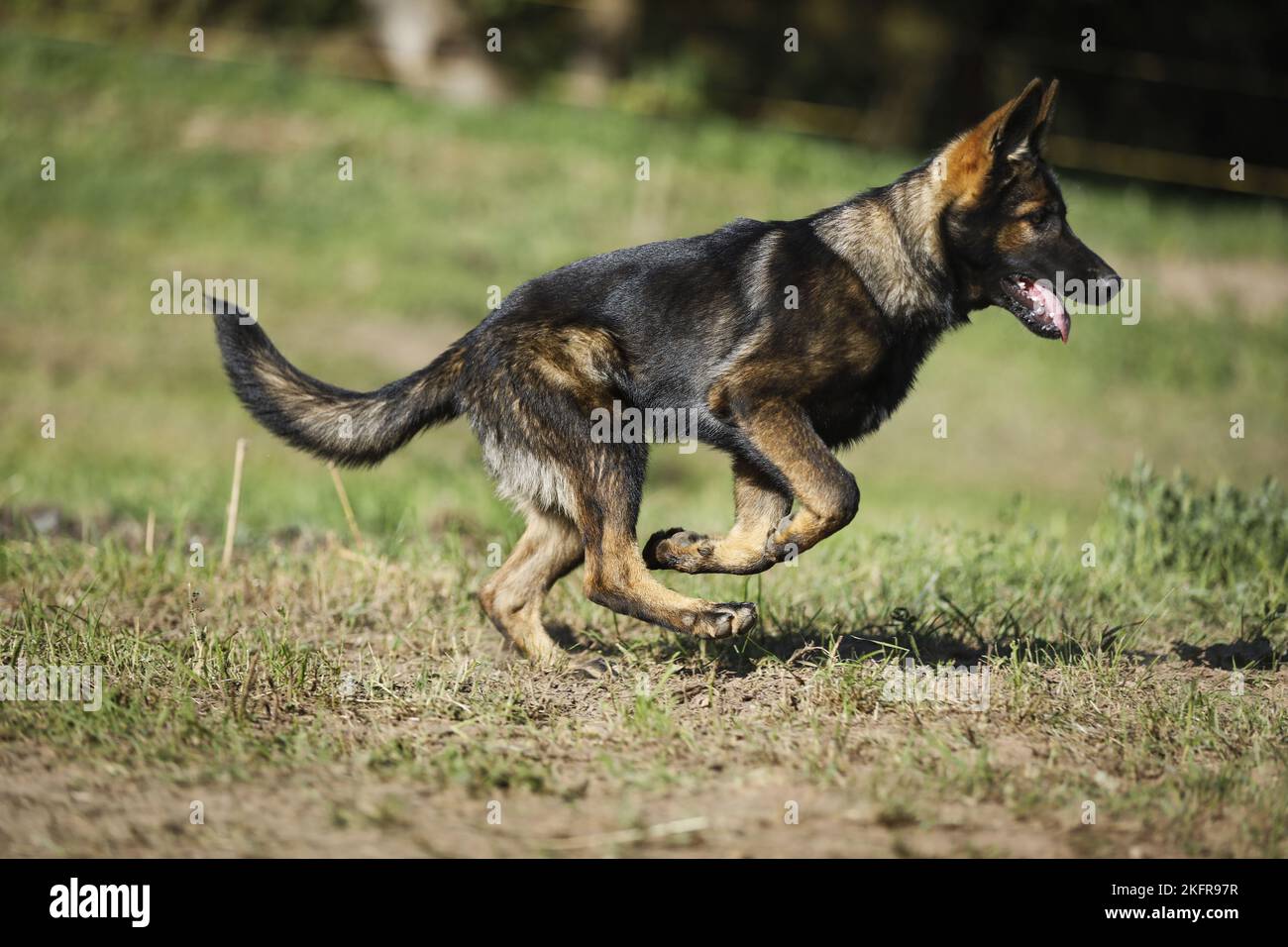 running German Shepherd Stock Photo - Alamy