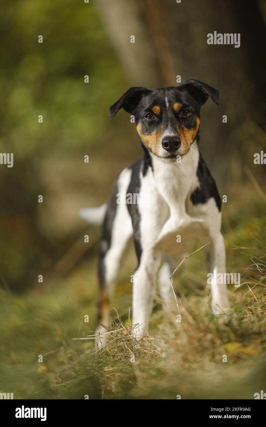 standing Parson Russell Terrier Stock Photo - Alamy