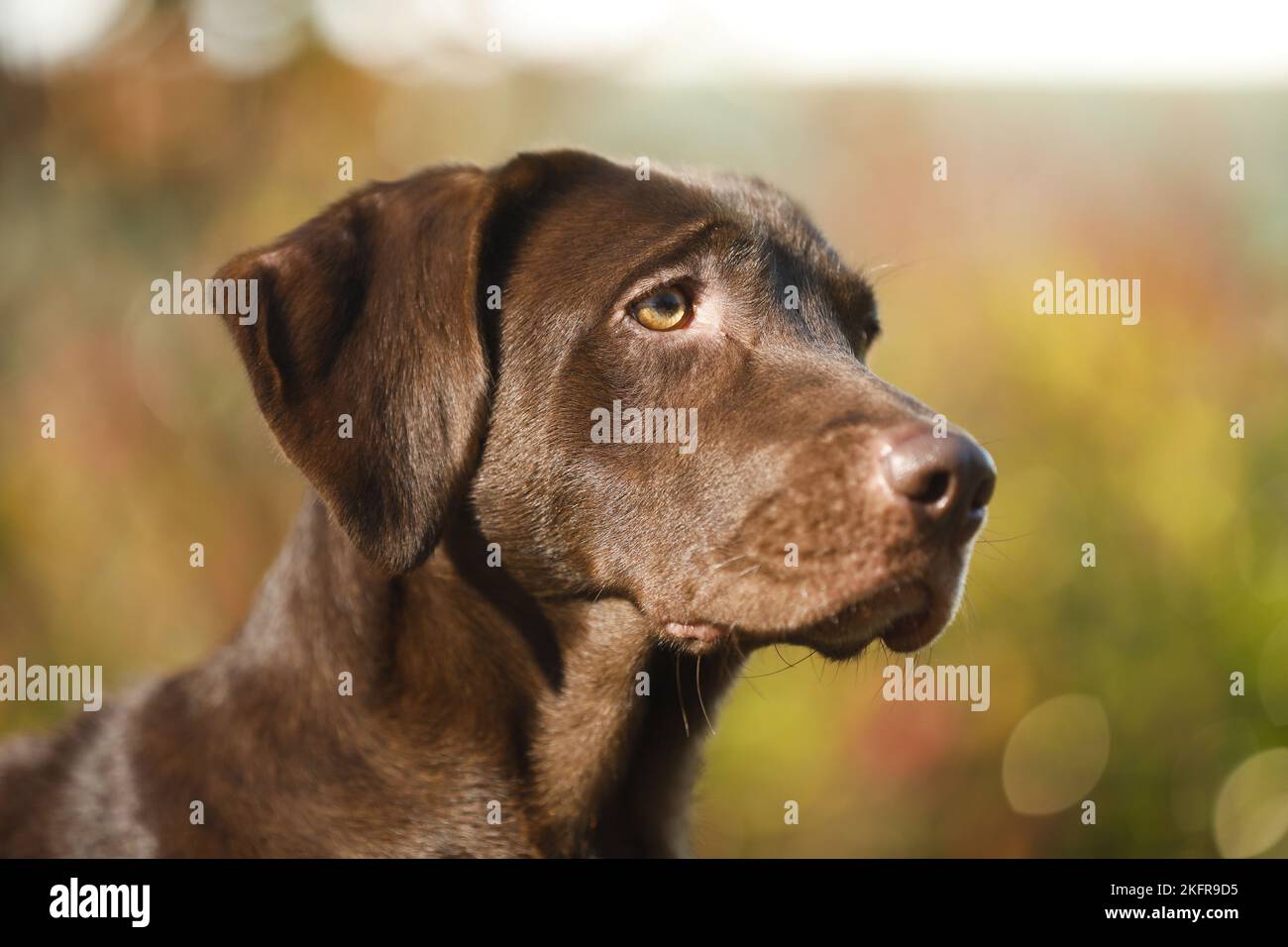 Labrador Retriever Portrait Stock Photo - Alamy