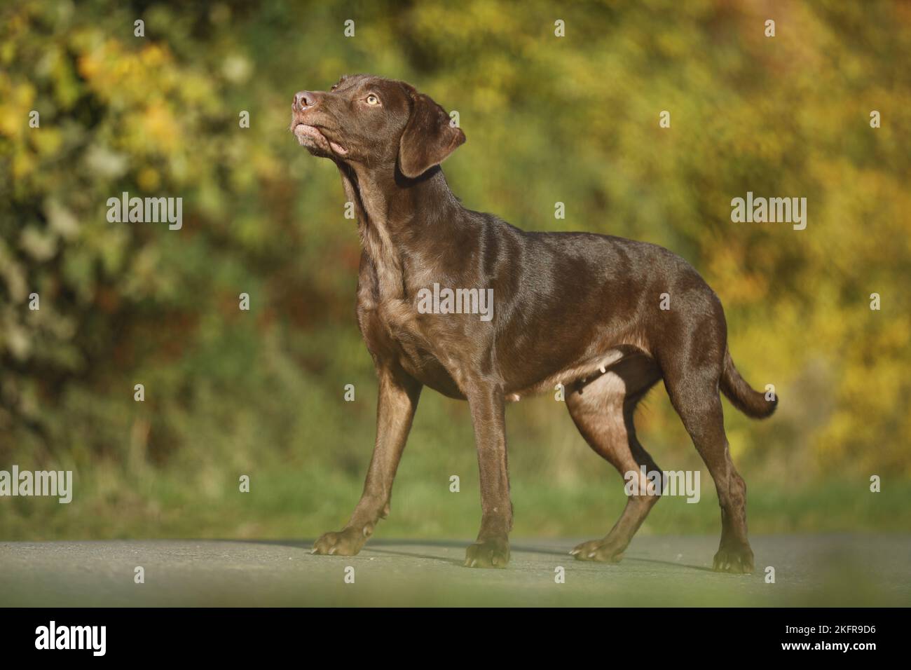 standing Labrador Retriever Stock Photo - Alamy