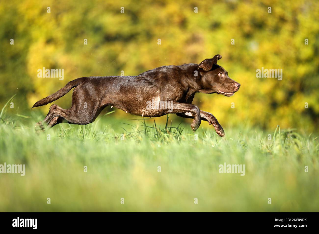 running Labrador Retriever Stock Photo - Alamy