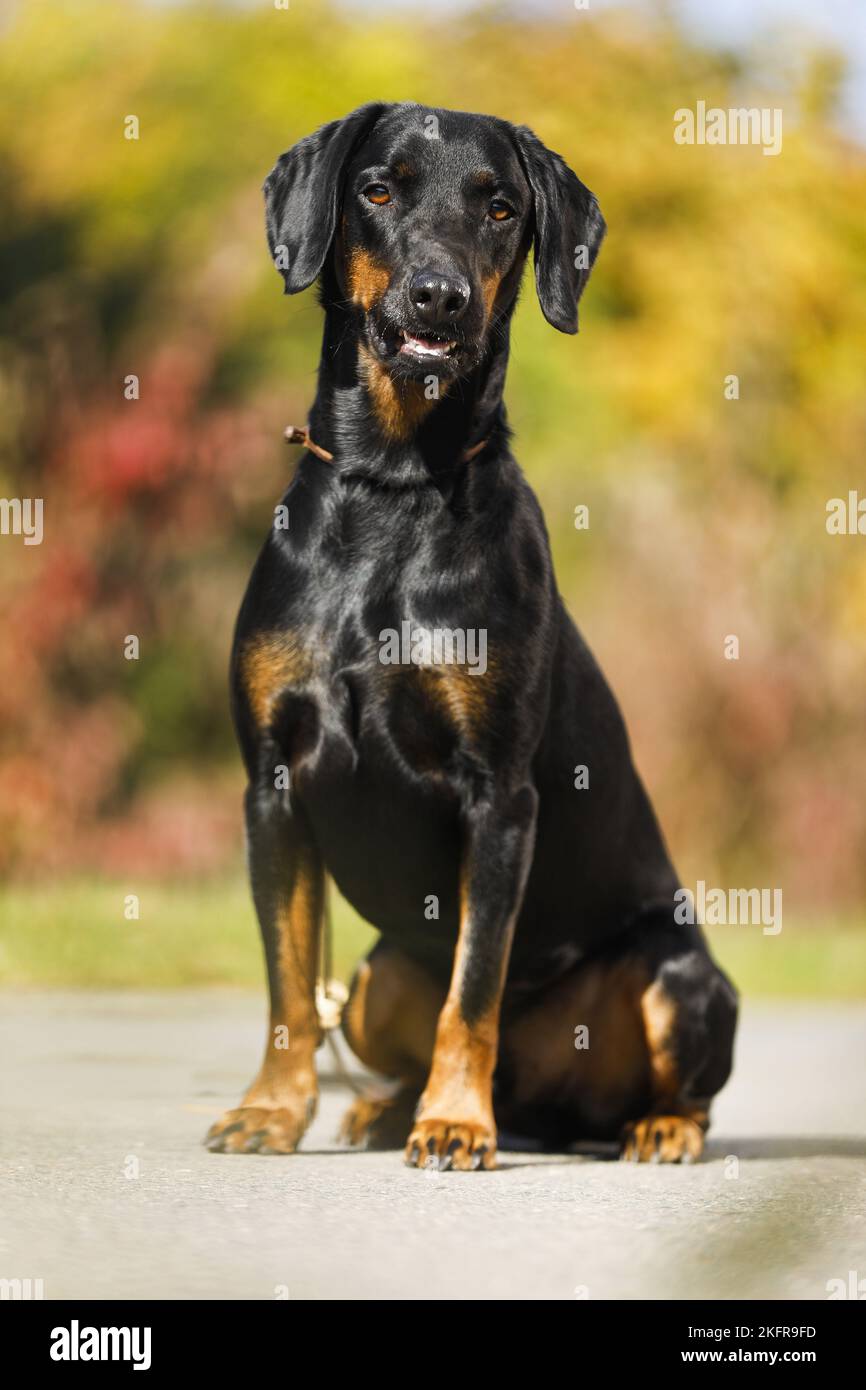 sitting Slovensky Kopov Stock Photo - Alamy